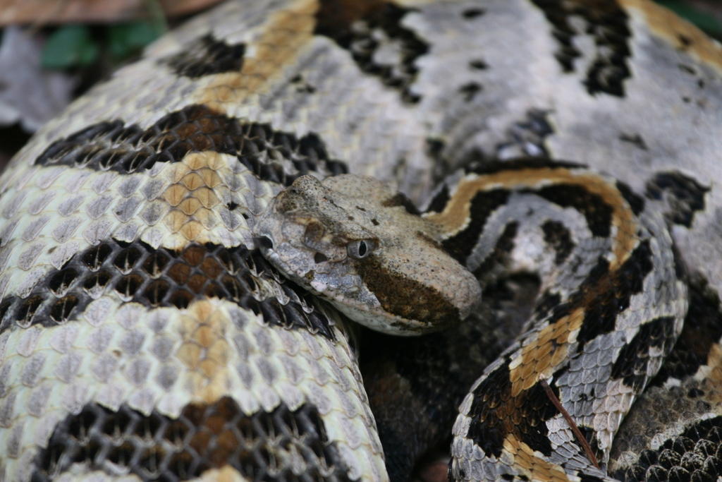 Timber Rattlesnake from Dorchester County, SC, USA on August 28, 2009 ...