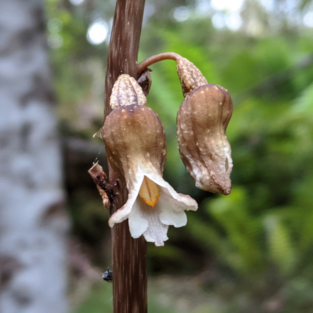 Cinnamon Bells from Loongana TAS 7315, Australia on December 21, 2020 ...