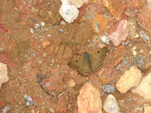 Ocella monophthalma · iNaturalist