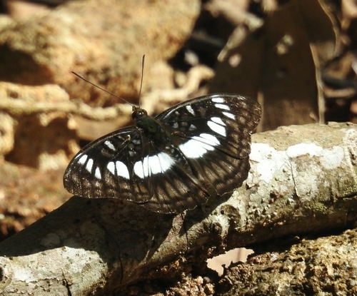Karwar Blackvein Sergeant (Subspecies Athyma ranga karwara) · iNaturalist