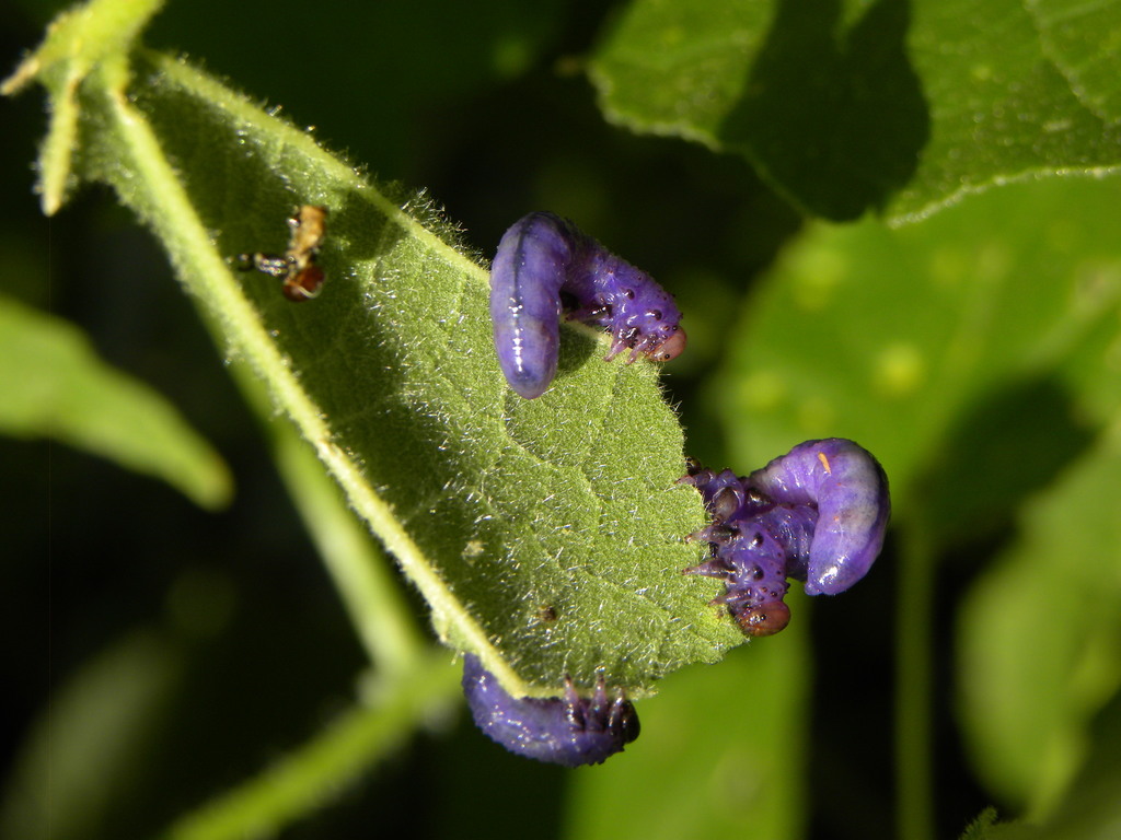 Mallow Sawfly from Victoria, Gto., México on September 23, 2017 at 04: ...