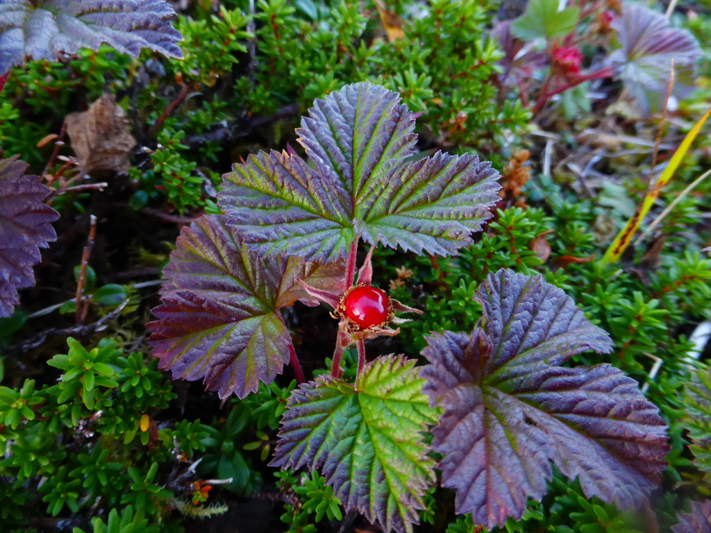 Arctic raspberry (Rubus arcticus) - Botanical Realm