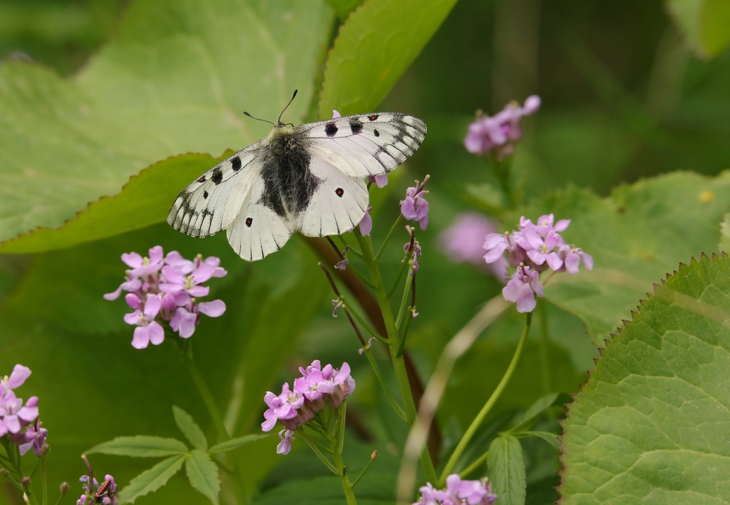 Parnassius bremeri from Zhuolu County, Zhangjiakou, Hebei, China on ...