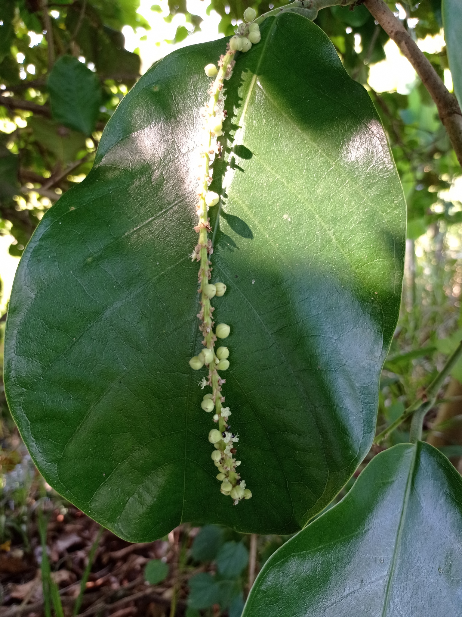 Coccoloba caracasana Meisn.