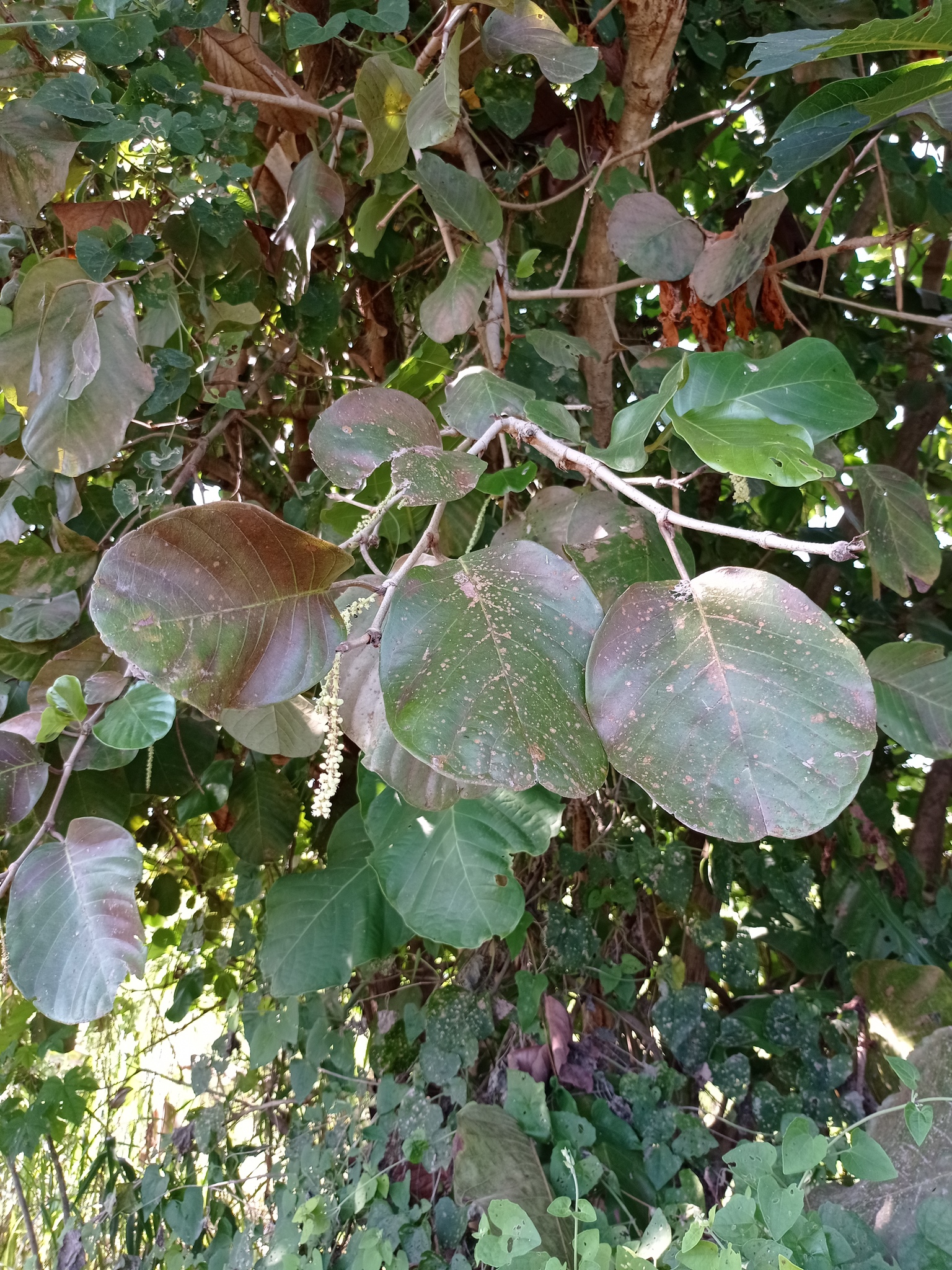 Coccoloba caracasana Meisn.