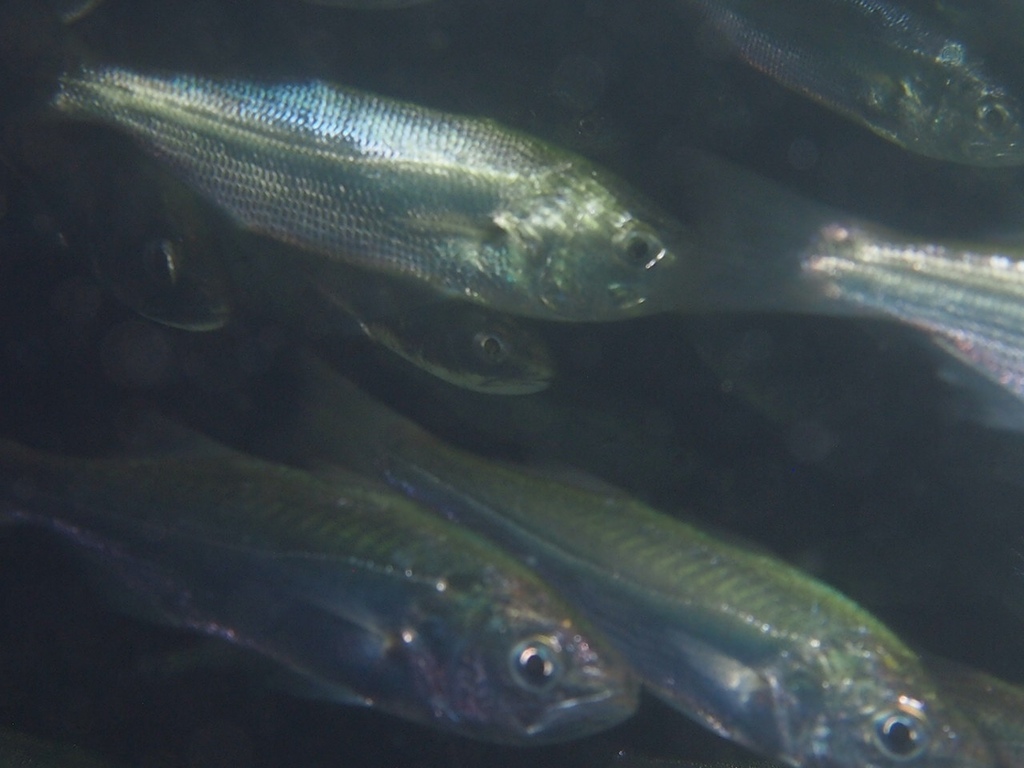 Queenfish (Seriphus politus) - Marine Life Identification