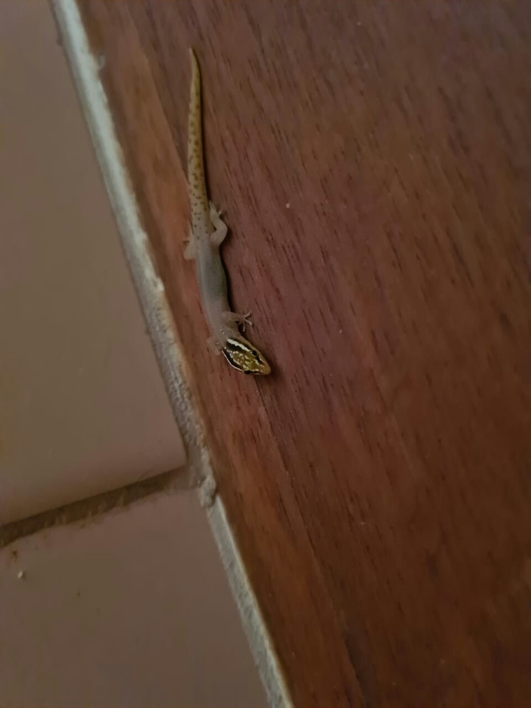 Tobago Least Gecko from Chickland, Preysal, Trinidad and Tobago on ...