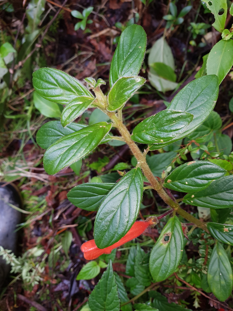 Columnea magnifica (Gesneriaceas de Costa Rica / Gesneriads of Costa ...