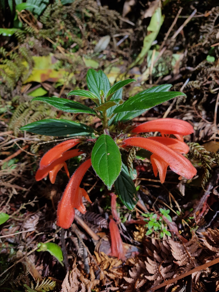 Columnea magnifica (Gesneriaceas de Costa Rica / Gesneriads of Costa ...