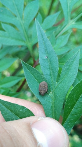 género Camirus · NaturaLista Colombia