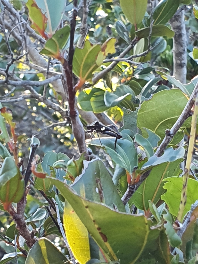 Leaf-footed Bugs from Baní, República Dominicana on December 19, 2020 ...