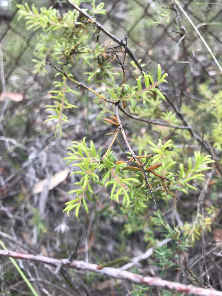 Persoonia hirsuta in December 2020 by polyscias099 · iNaturalist