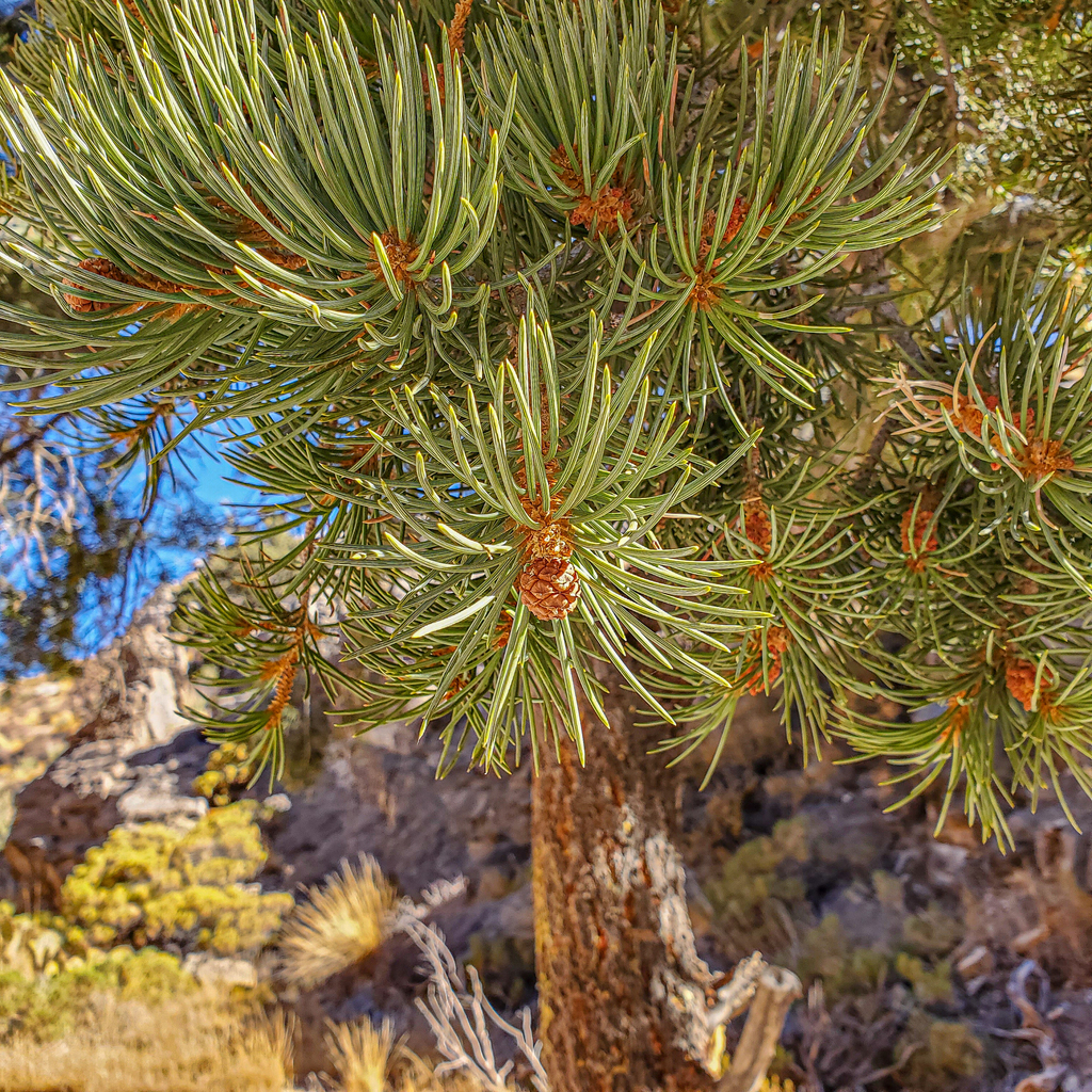 singleleaf pinyon (Pinus monophylla) - Botanical Realm
