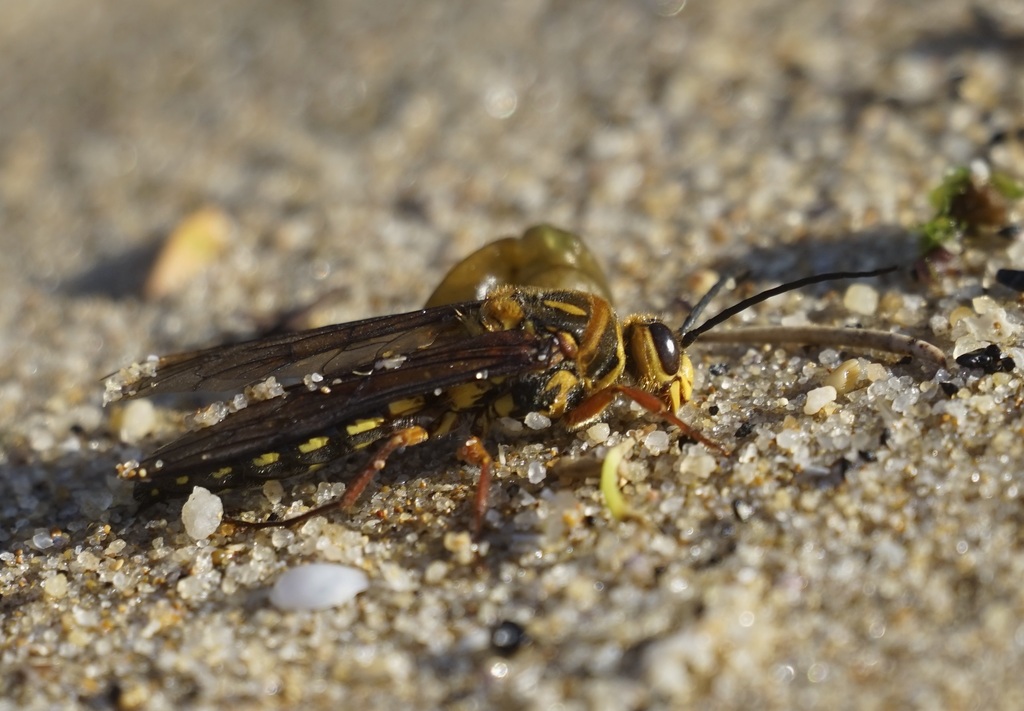 Thynnid Flower Wasps from Royal National Park NSW 2233, Australia on ...