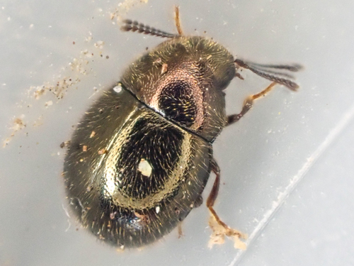 Simple Pill Beetle (Lioon simplicipes) wildspecies.ca