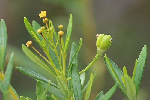 Genus Shonia · iNaturalist