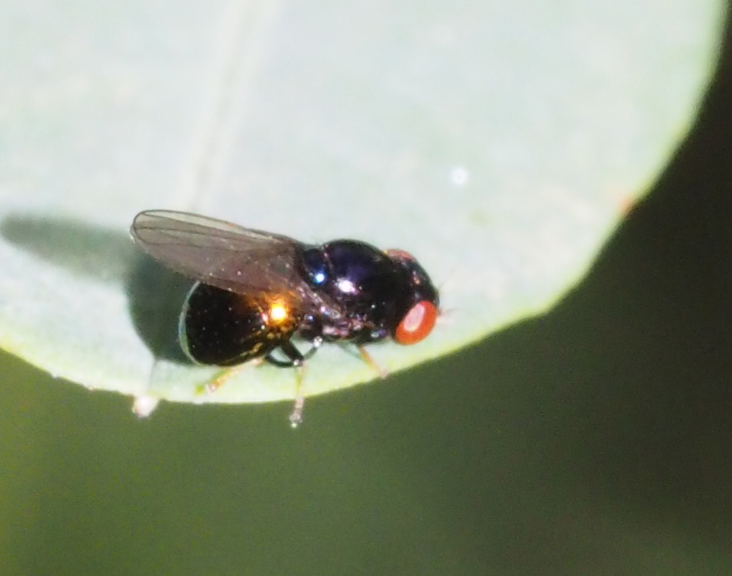 Flies in December 2020 by Linda Rogan EntSocVic. Minute fly on leaflet ...