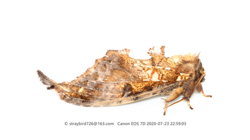 Spatalia plusiotis · iNaturalist Guatemala