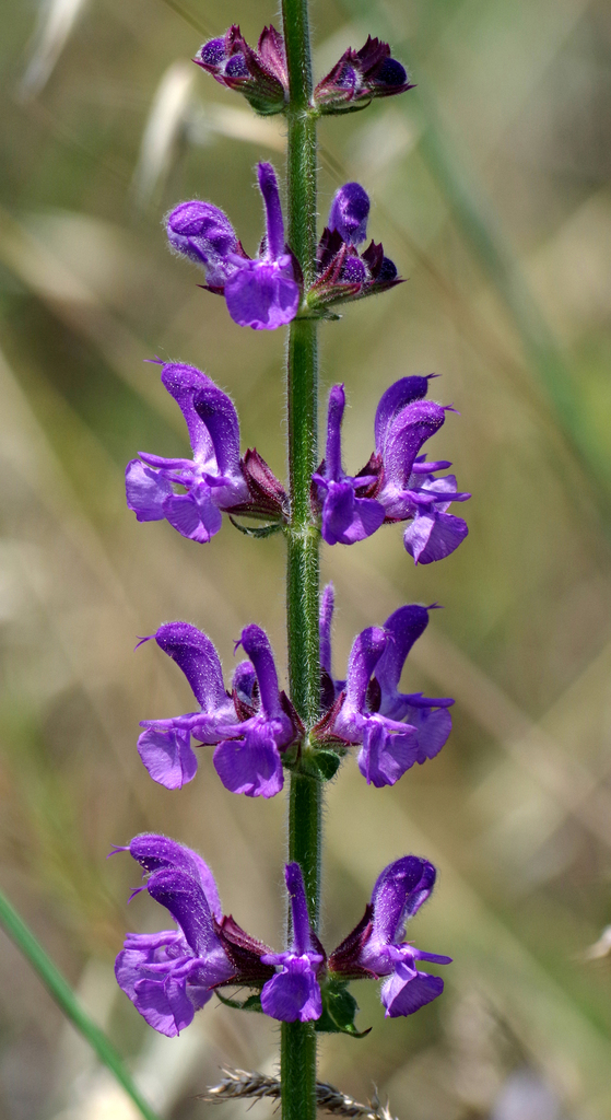 mint family (Lamiaceae) - Botanical Realm