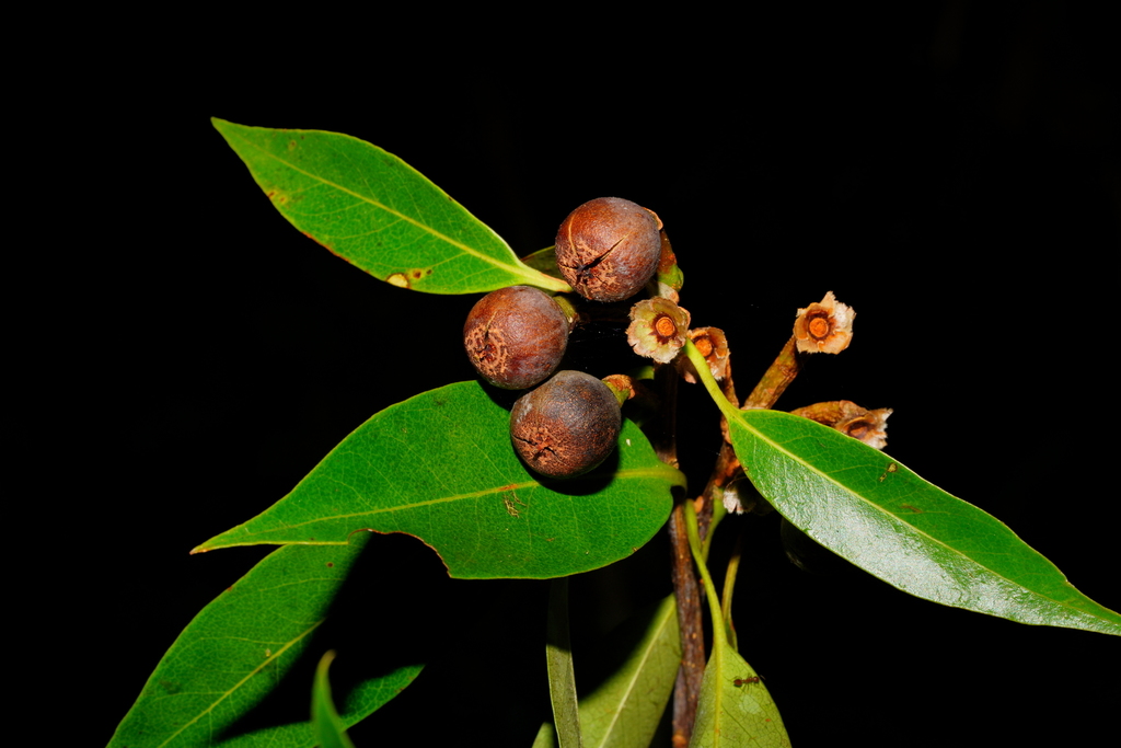 Chinese Gugertree (Schima superba) - Botanical Realm