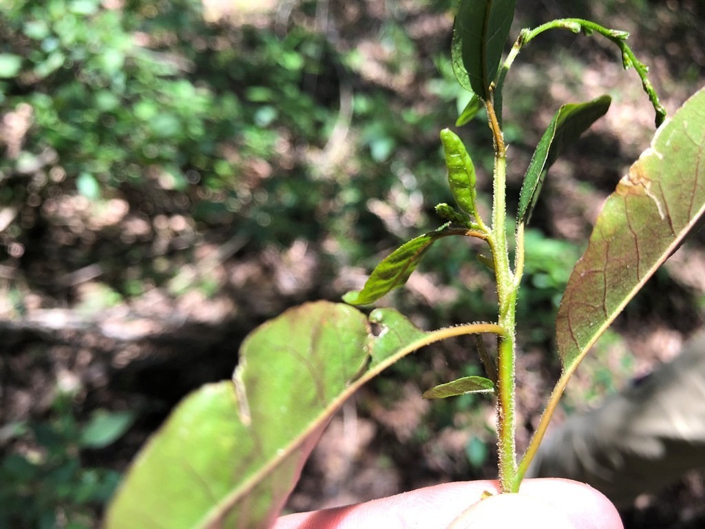 Monococcus echinophorus from Undullah QLD 4285, Australia on December ...