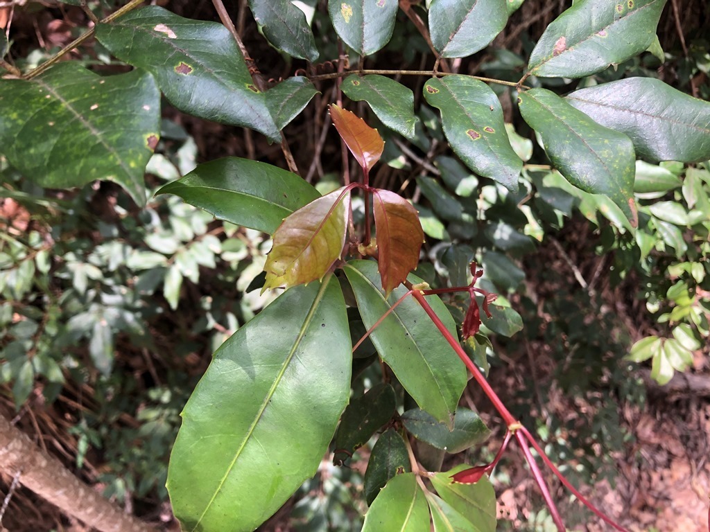 Native Grape from Undullah QLD 4285, Australia on December 20, 2020 at ...