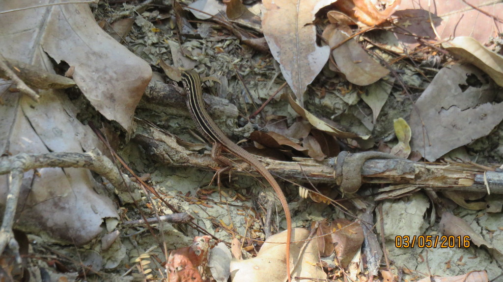 Huico moteado gigante de las Islas Marías desde San Blas, Nay., México ...