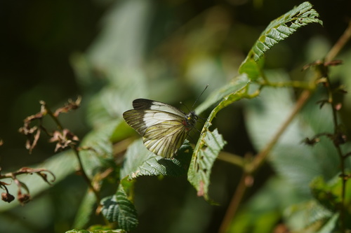 Subspecies Catasticta notha notha · iNaturalist