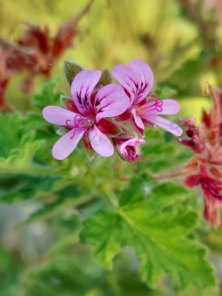 Rose-scented Geranium from Glencairn, Cape Town, 7975, South Africa on ...