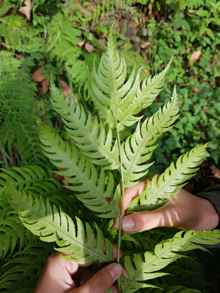 European chain fern (Woodwardia radicans) - Botanical Realm