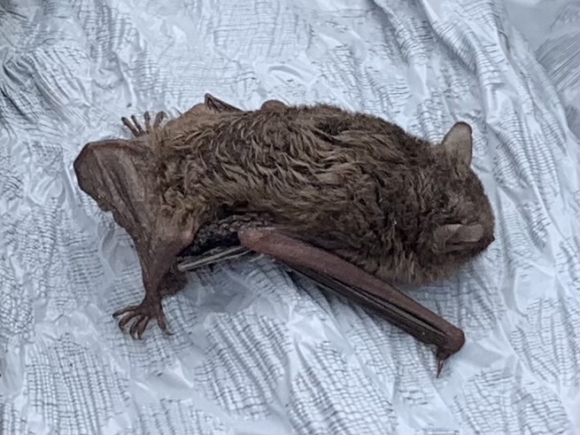 Tricolored Bat from E Blue Cove Dr, Dunnellon, FL, US on December 21 ...