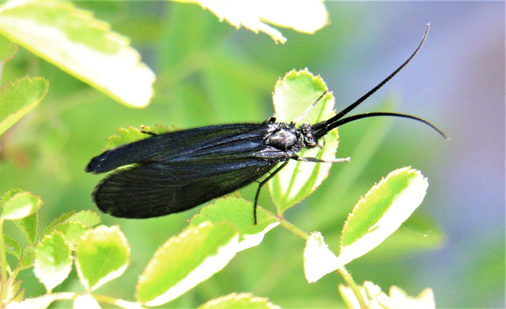 Insects from Jackson County, OR, USA on June 8, 2020 at 02:18 PM by ...