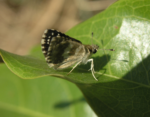 Subspecies Spialia galba chenga · iNaturalist