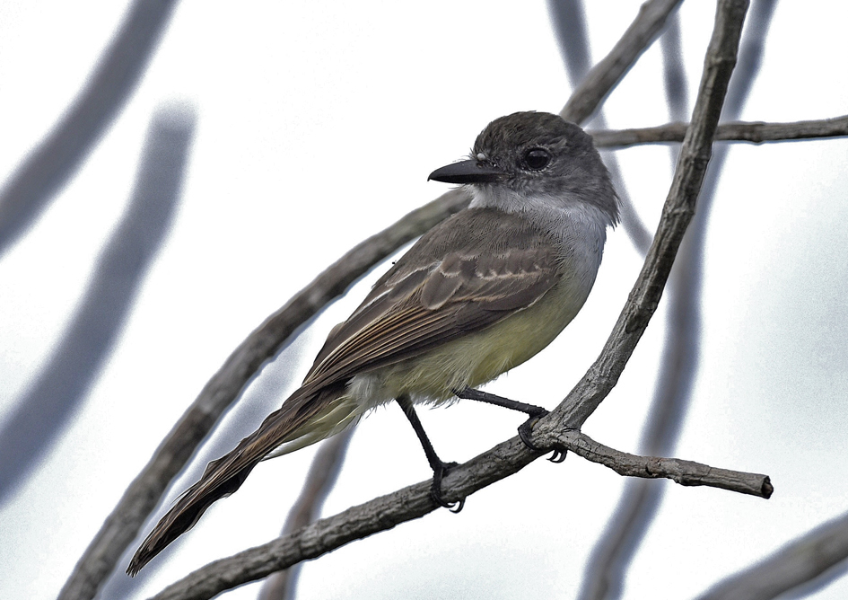 Short-crested Flycatcher (Myiarchus ferox) - Avian Discovery