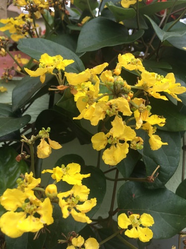 Stigmaphyllon arenicola · iNaturalist Mexico