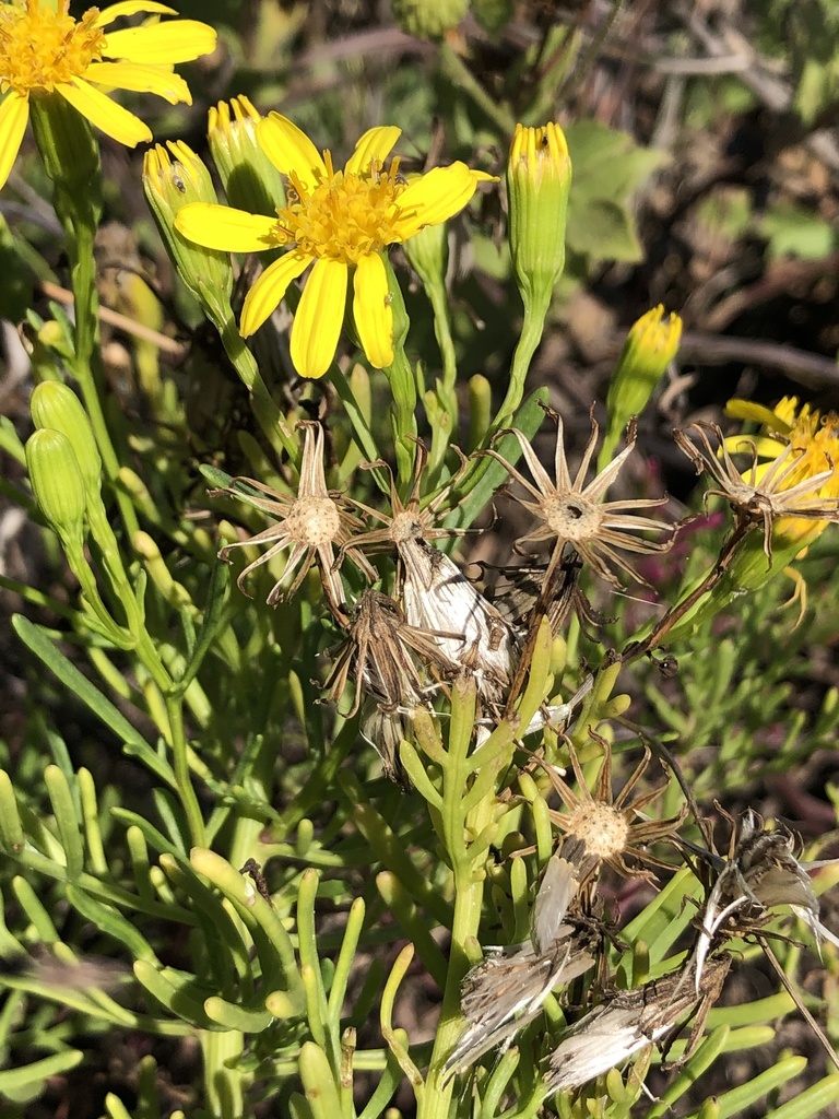 Riddell's ragwort (Senecio riddellii) - Botanical Realm