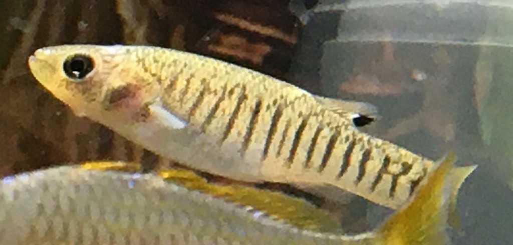 Marsh Killifish (Fundulus confluentus) - Marine Life Identification