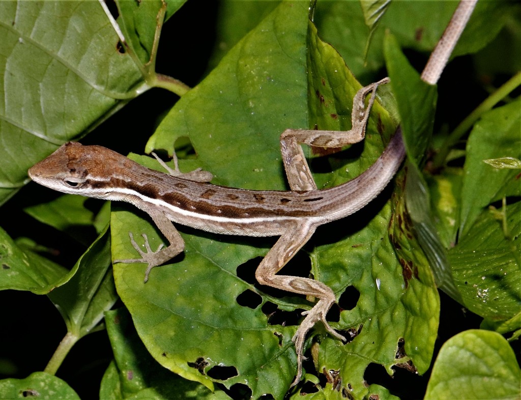 Grass Anole from Sabanilla Montecarmelo, Puerto Colombia, Atlántico ...