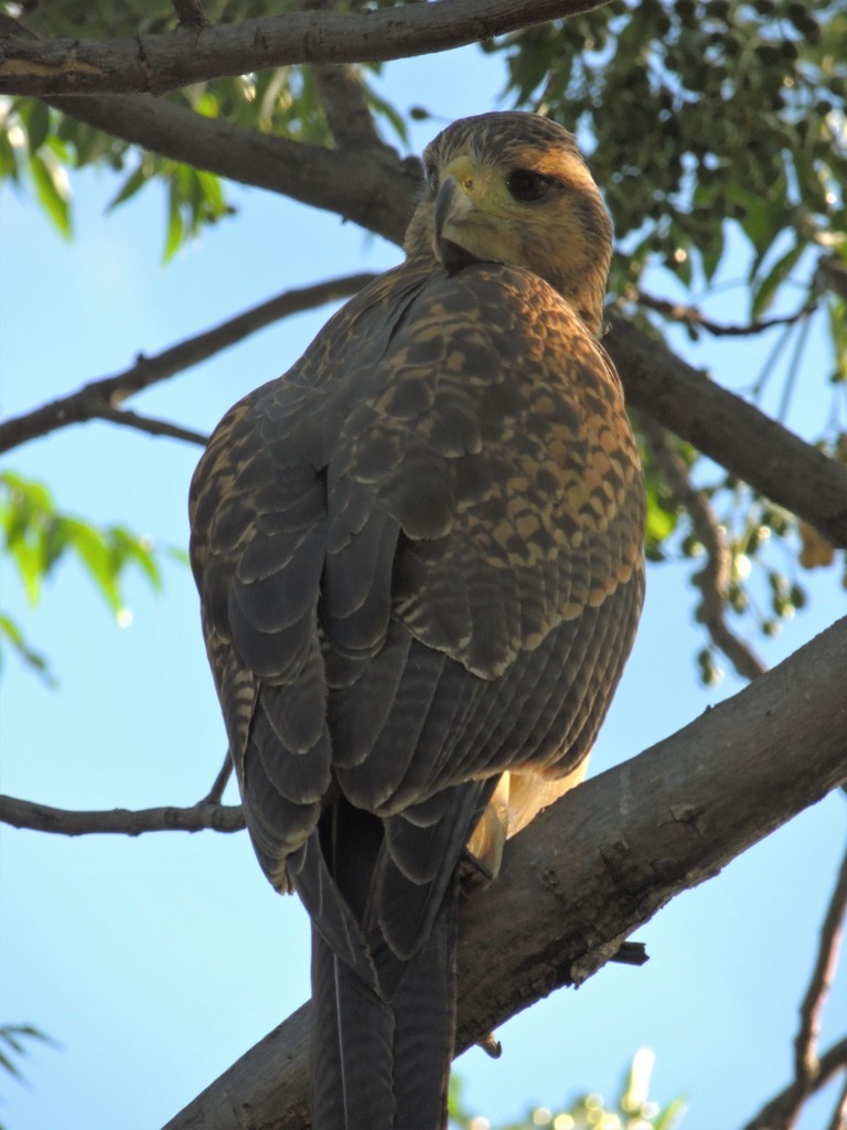 Harris's Hawk from Villa Luro, CABA, Argentina on December 21, 2020 at ...