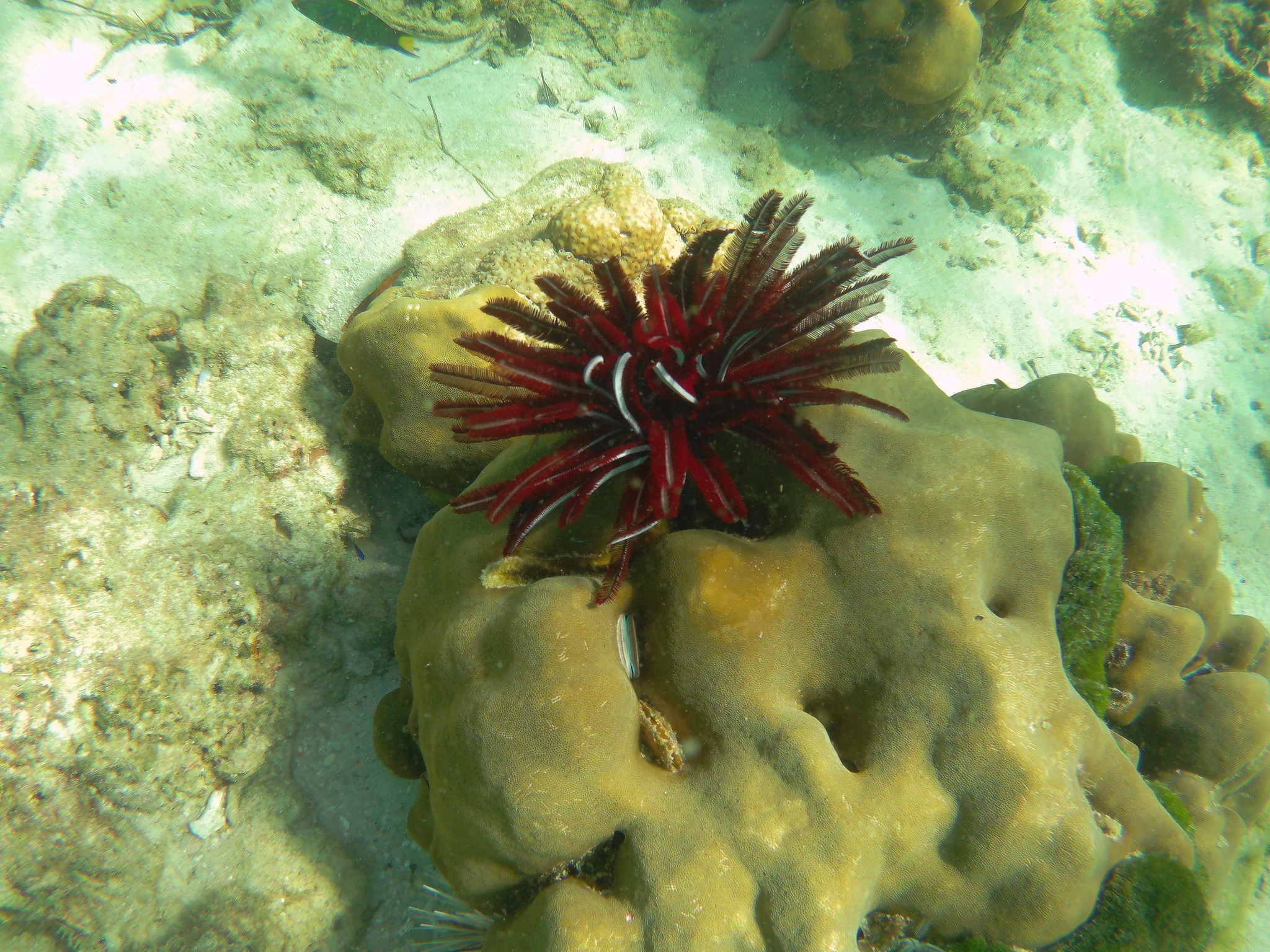 Himerometra robustipinna (Carpenter, 1881)