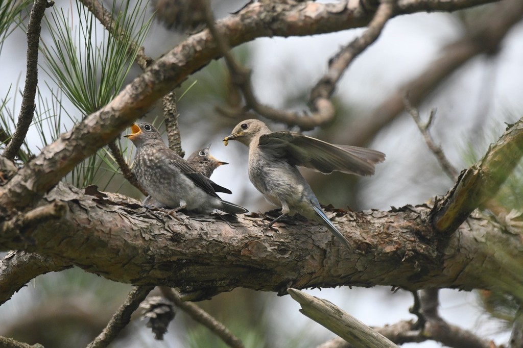 Eastern × Mountain Bluebird from Taylor County, WI, USA on June 26 ...