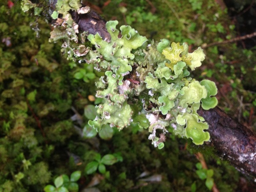 Half Moon Lichen (Dendriscosticta oroborealis) · iNaturalist