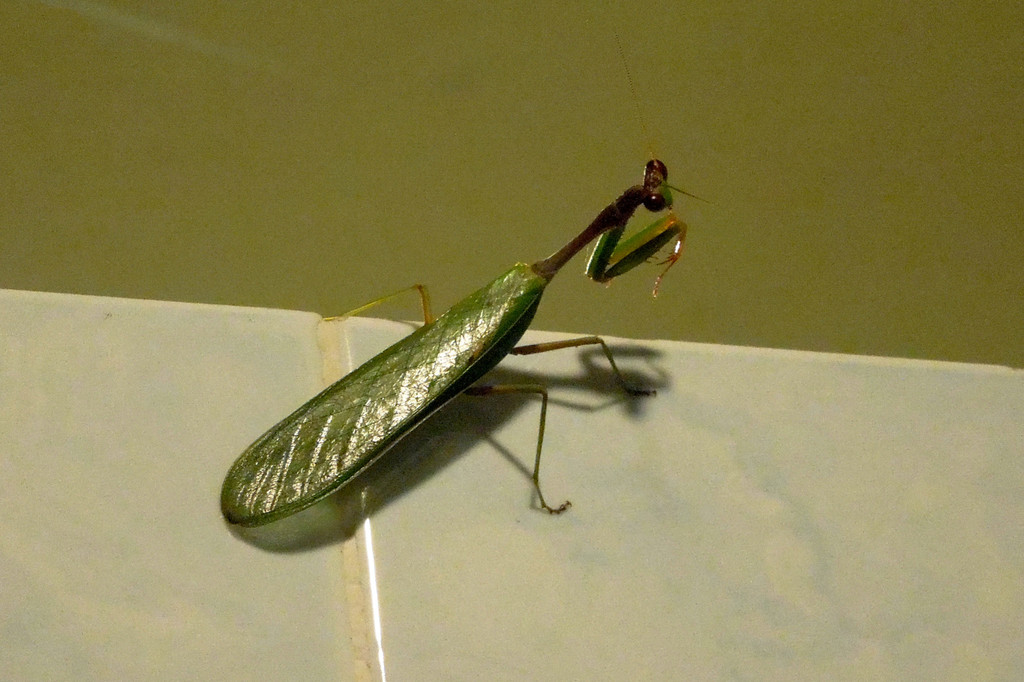 Camelomantis from Kota Kinabalu, Sabah, Malaysia on December 27, 2011 ...