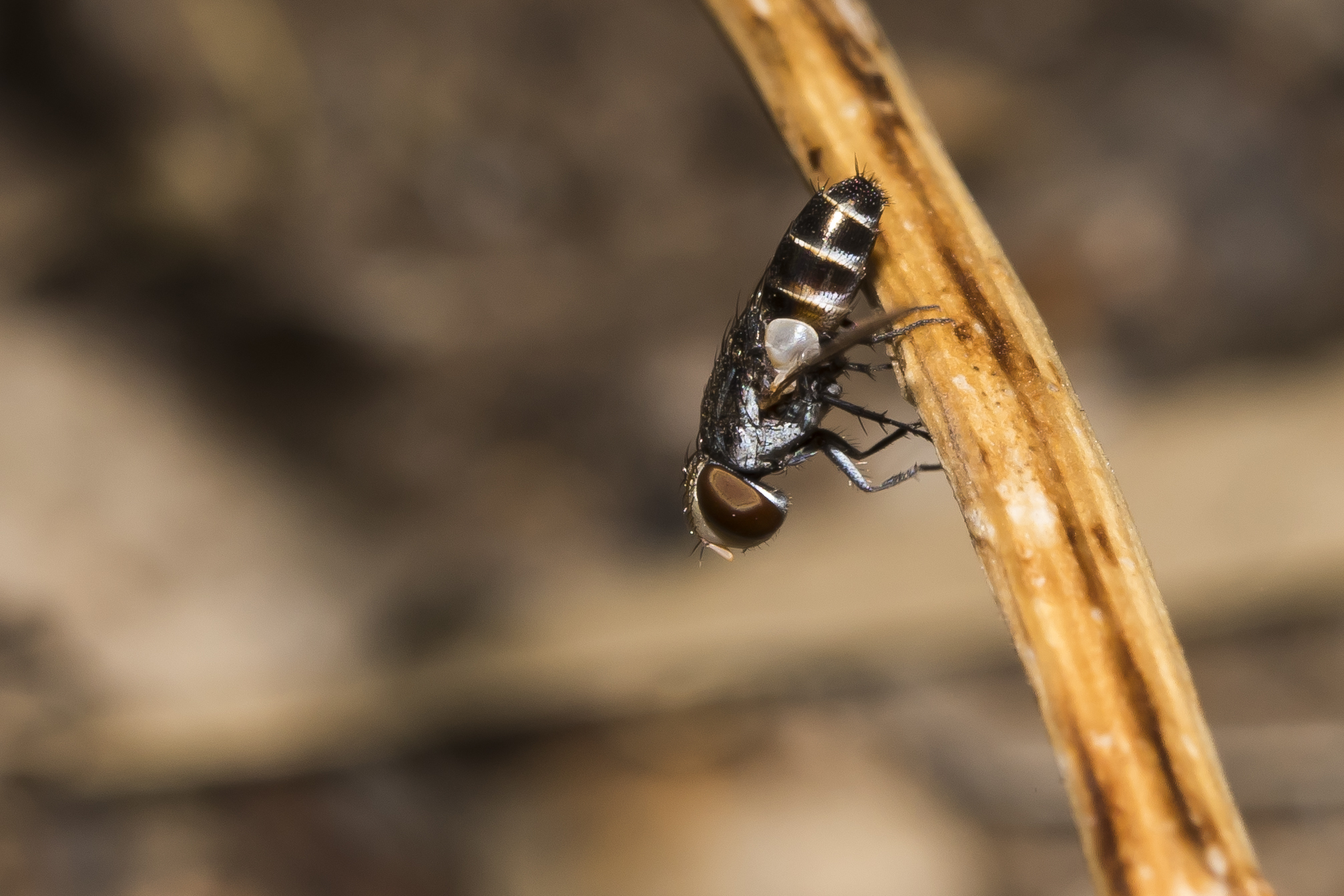 Protomiltogramma Townsend, 1916