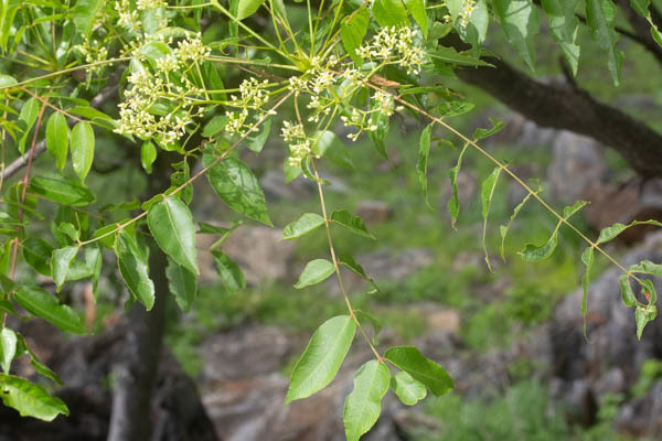 Kirkia (Kirkia acuminata) - Botanical Realm