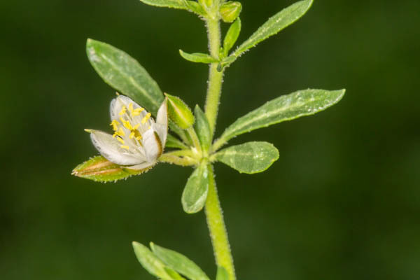 Slender Carpet-weed from Chobe, Botswana on December 20, 2020 at 12:04 ...