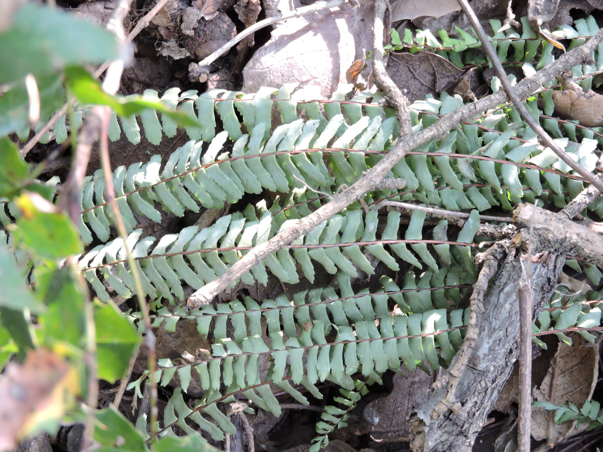 Asplenium formosum Willd.