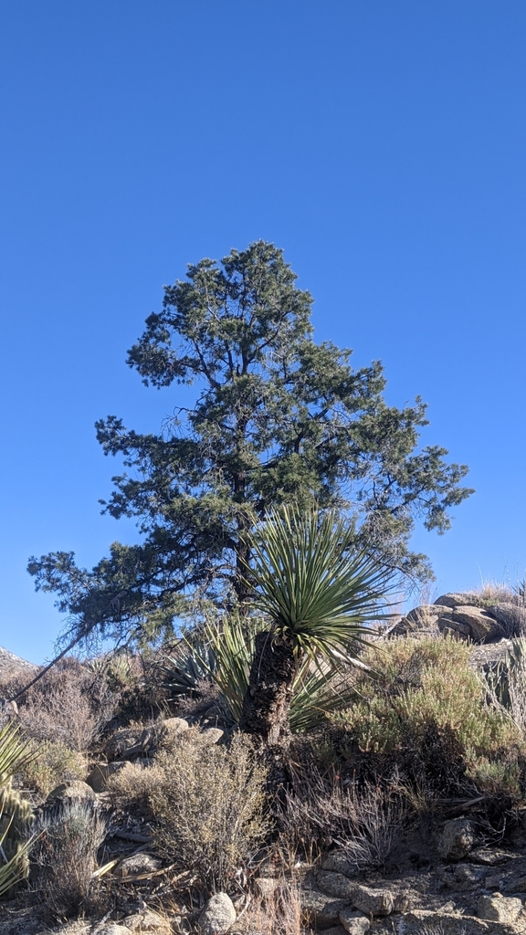 singleleaf pinyon from San Diego County, CA, USA on December 21, 2020 ...