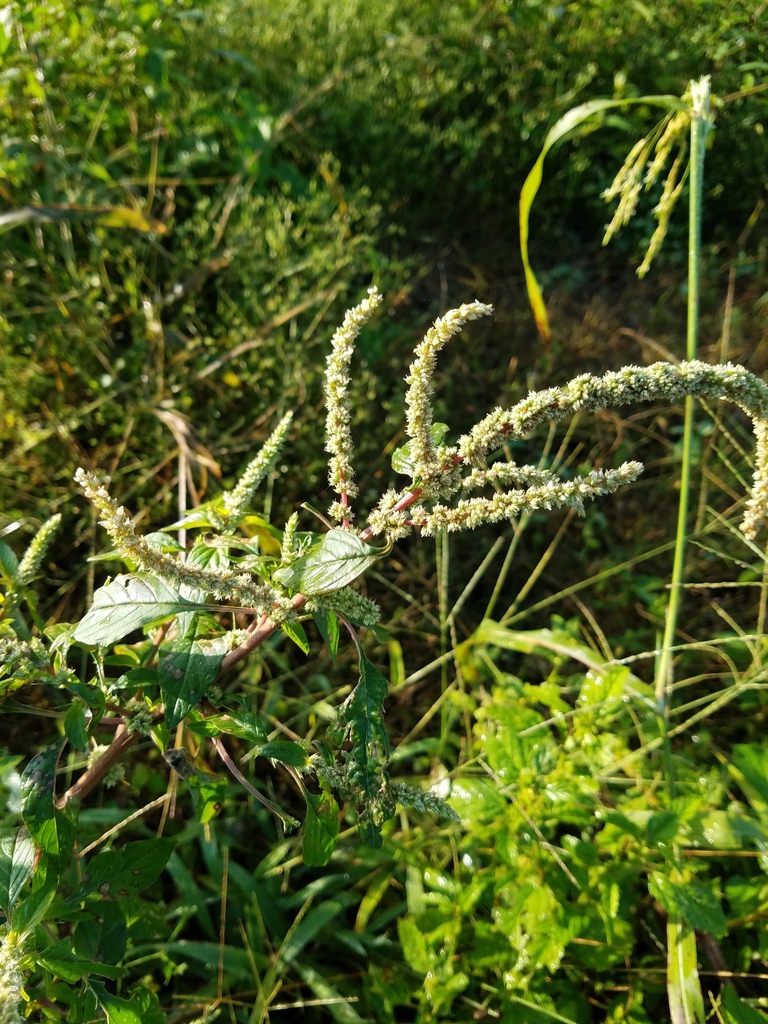 amaranths from Miami-Dade, Florida, United States on December 20, 2020 ...