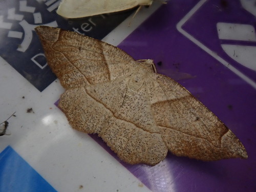 Endropiodes circumflexa · iNaturalist